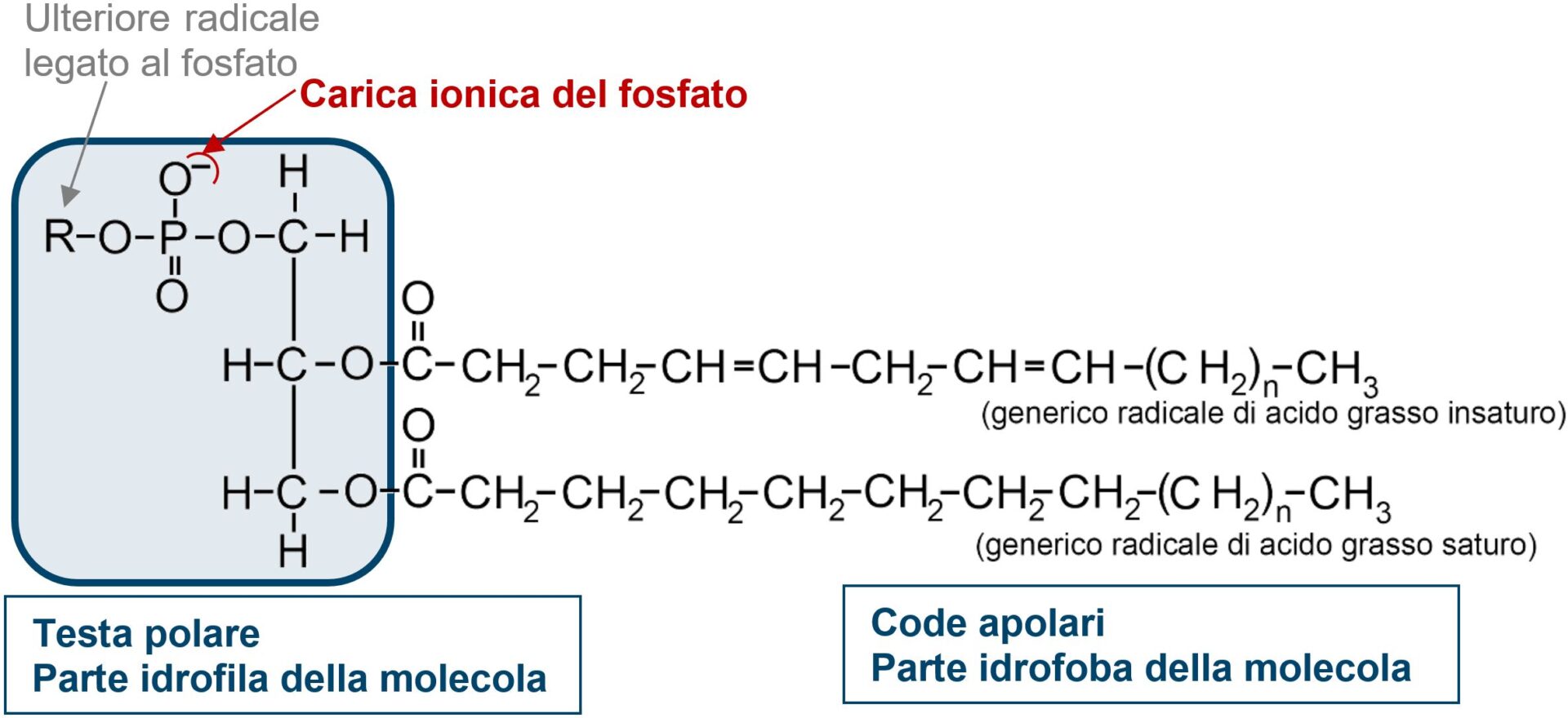 10.6.13 FOSFOLIPIDI · PiTest